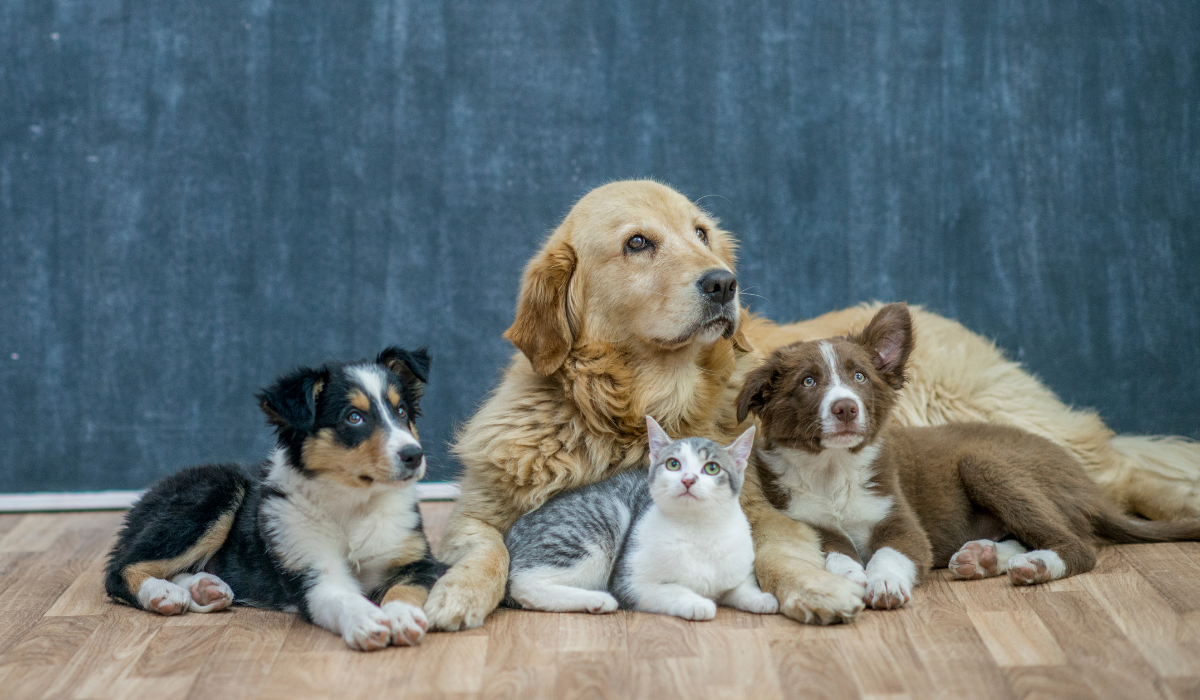 Purpose, Passion, and a New Beginning: A Future EarthWise Pet Franchise ...